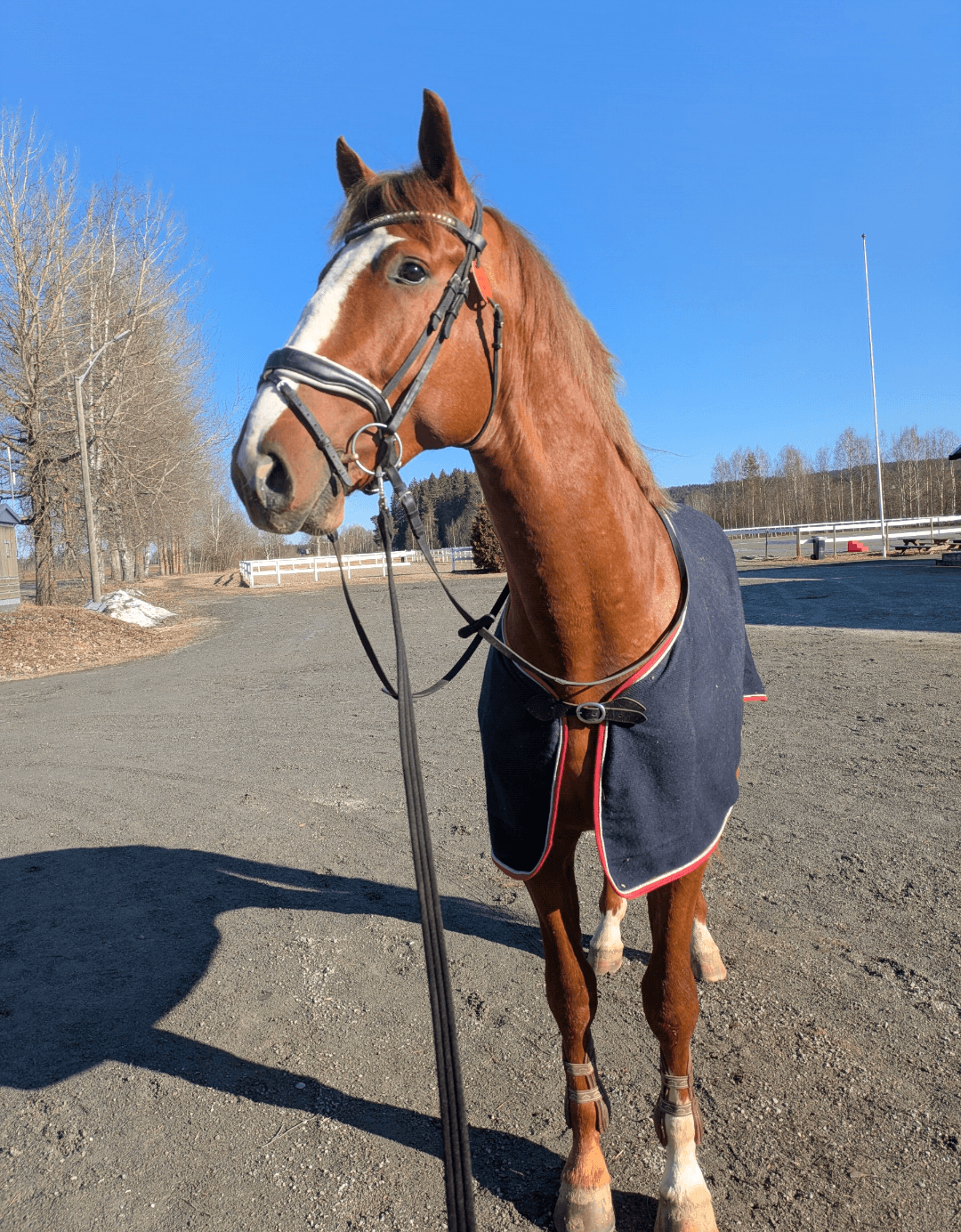 Happy Go Lucky M - Norsk Varmblod